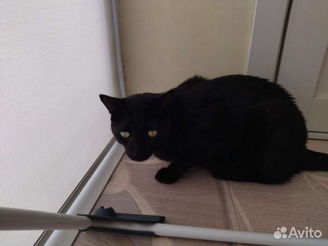 Кошка в дар бесплатно