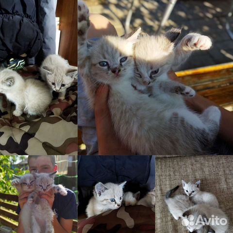 Тайские котята в добрые руки