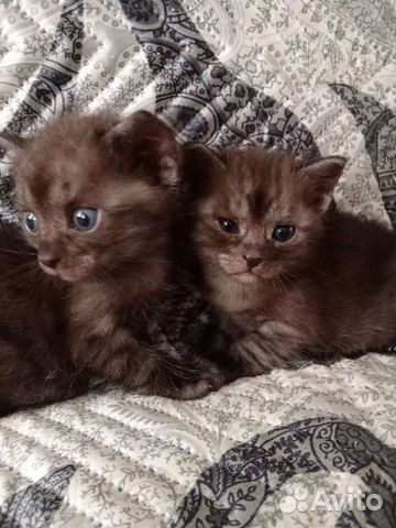 Полушотландцы прямоухие