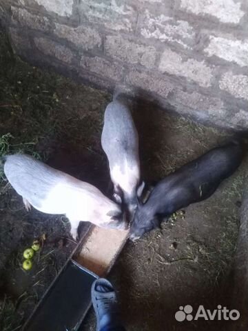 Вьетнамские свиньи