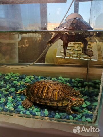 Черепахи с аквариумом и фильтром