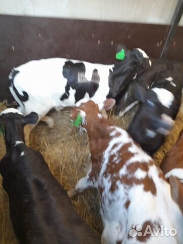 Телята породистые с доставкой