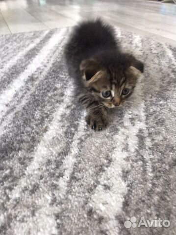 Вислоухий котенок