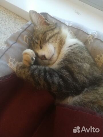 Кошка