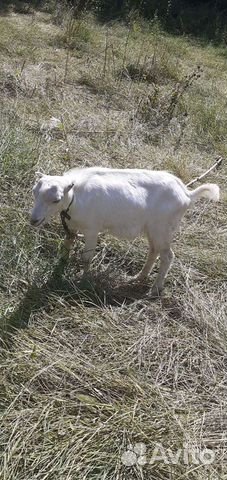 Продам 2 козла