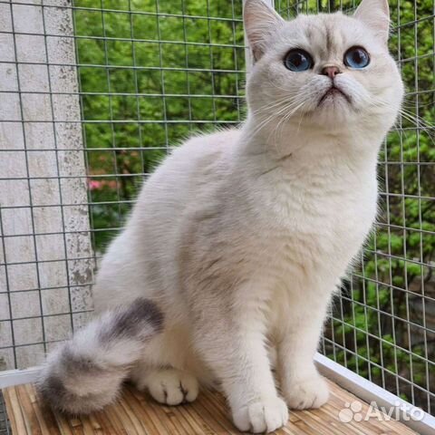 Кот Гоша