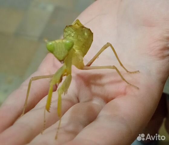 Насекомые богомол