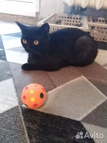 Кошечка в добрые руки