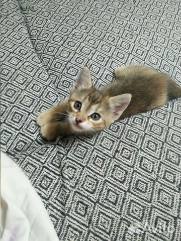 Британка котенок