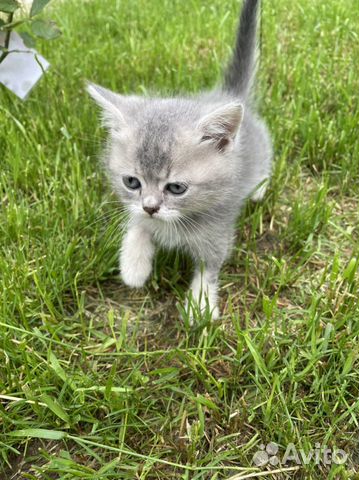 Шотландский котик