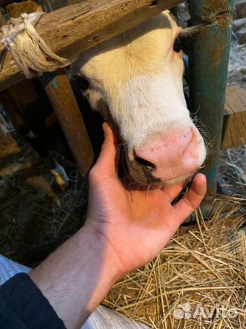 Тёлочка 15 дней сортовая от молочной коровы