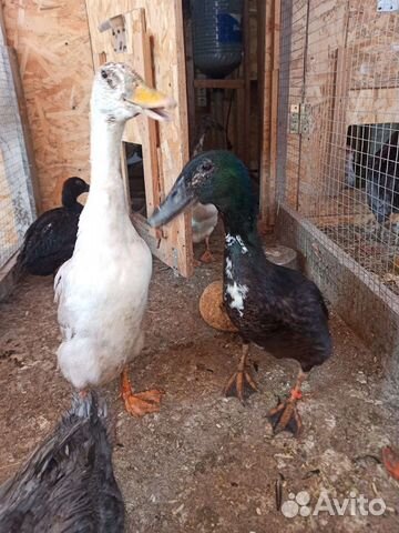 Индийский бегунок Утята