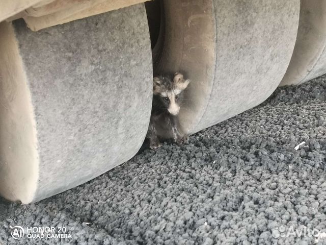 Енотова сабака