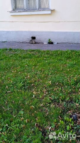 Котята на улице