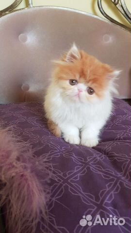 Персидские котята