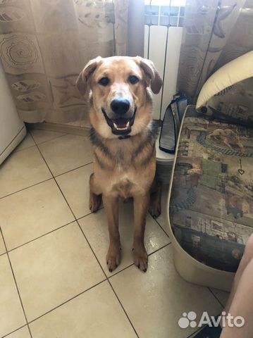 Мальчик Босс 7 месяцев