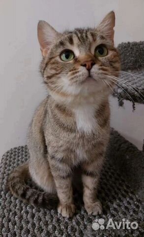 Кошечка Стрекоза ищет дом и любимых людей