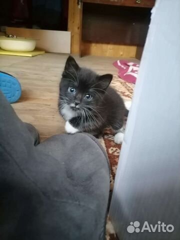 Котенок