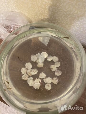 4 рыбки гуппи + 10л аквариум + ракушки и корм