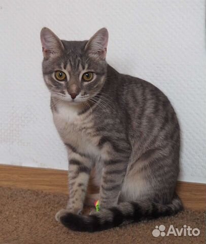 Котик Грэй в добрые руки