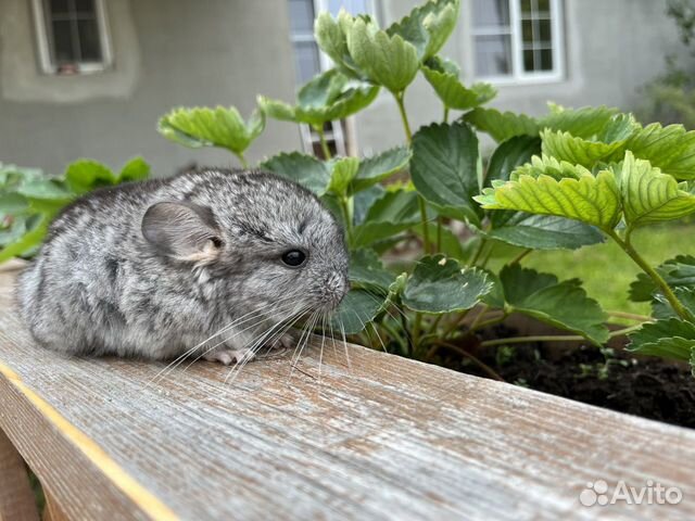 Шиншиллы Бронь