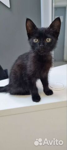 Котенок черныш 1 месяц мальчик