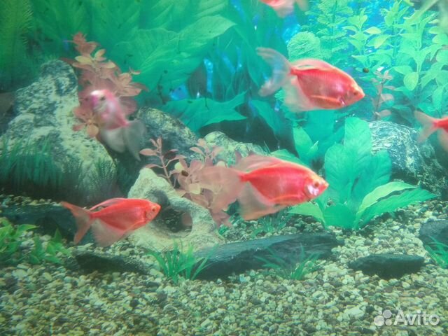Аквариумные рыбки