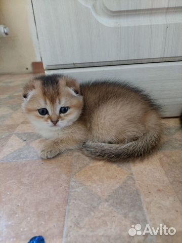 Шотландские вислоухие котята