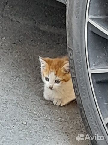 Одинокий котенок