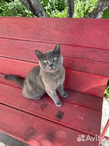 Русская голубая кошка