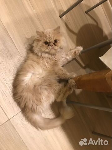 Персидский кот