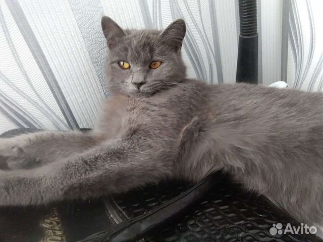 Ласковая Русская голубая кошечка