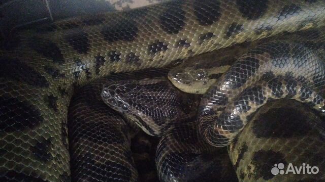 Удав самец вязка