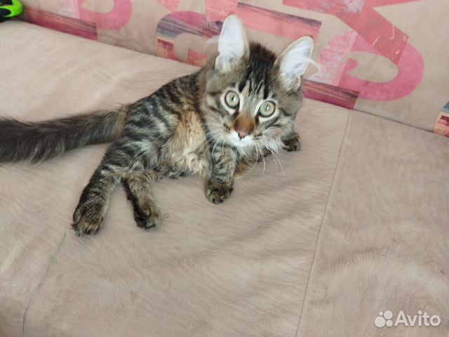 Котята в добрые руки мальчики