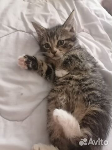 Котенок-мальчик,2 мес
