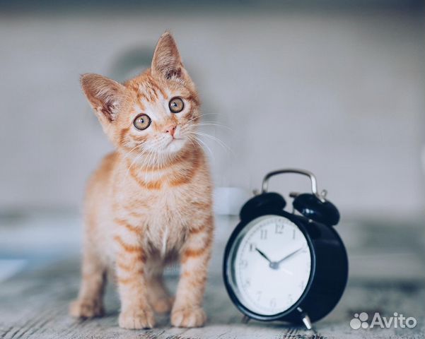 Рыжая кошечка Мэгги в добрые руки