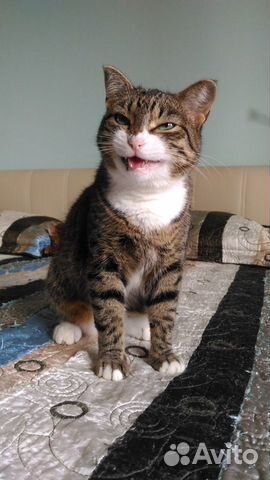 Кошки в добрые руки