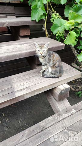 Кошка в дар бесплатно