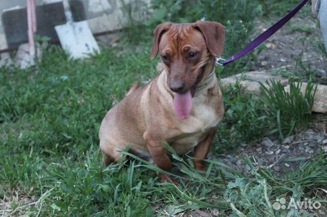 Милый пес в добрые руки