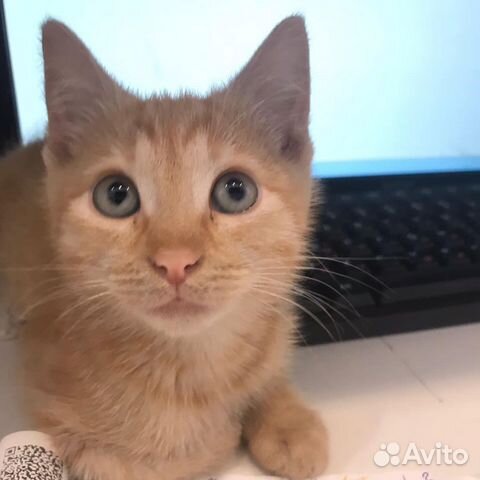 Рыжий котенок -девочка, 2,5 мес