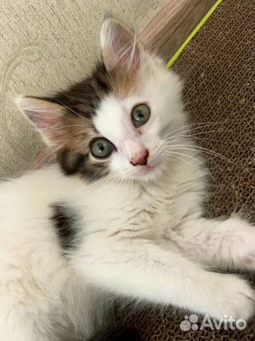 Котенок ласковый 1.5 мес