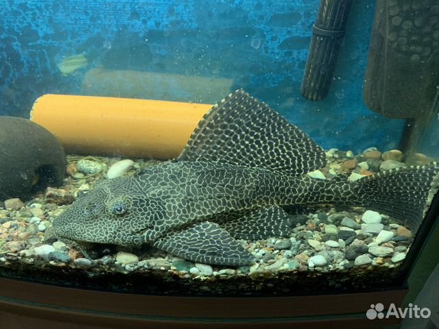 Сом птеригоплихт