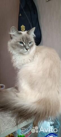 Невский маскарадный кот бесплатно