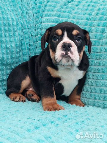 Мальчик Чёрный с подпалом Шоко-ген