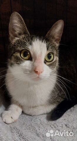 Кошечка Мурочка ищет дом