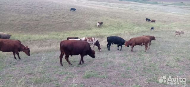 Быки 1.5года