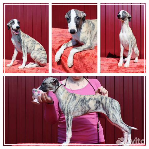 Щенок уиппета