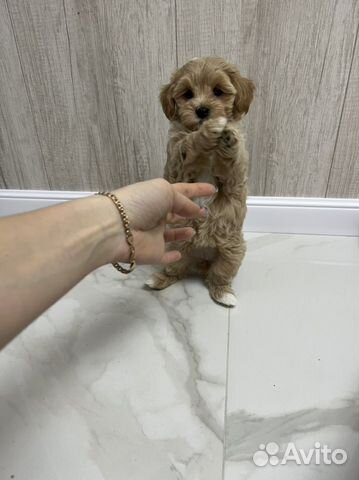 Мальтипу ф1 девочка яркая карамель