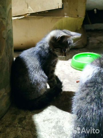 Котята в гараже