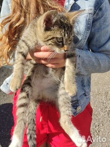 Котенок, кот в хорошие руки, чистый, нашли